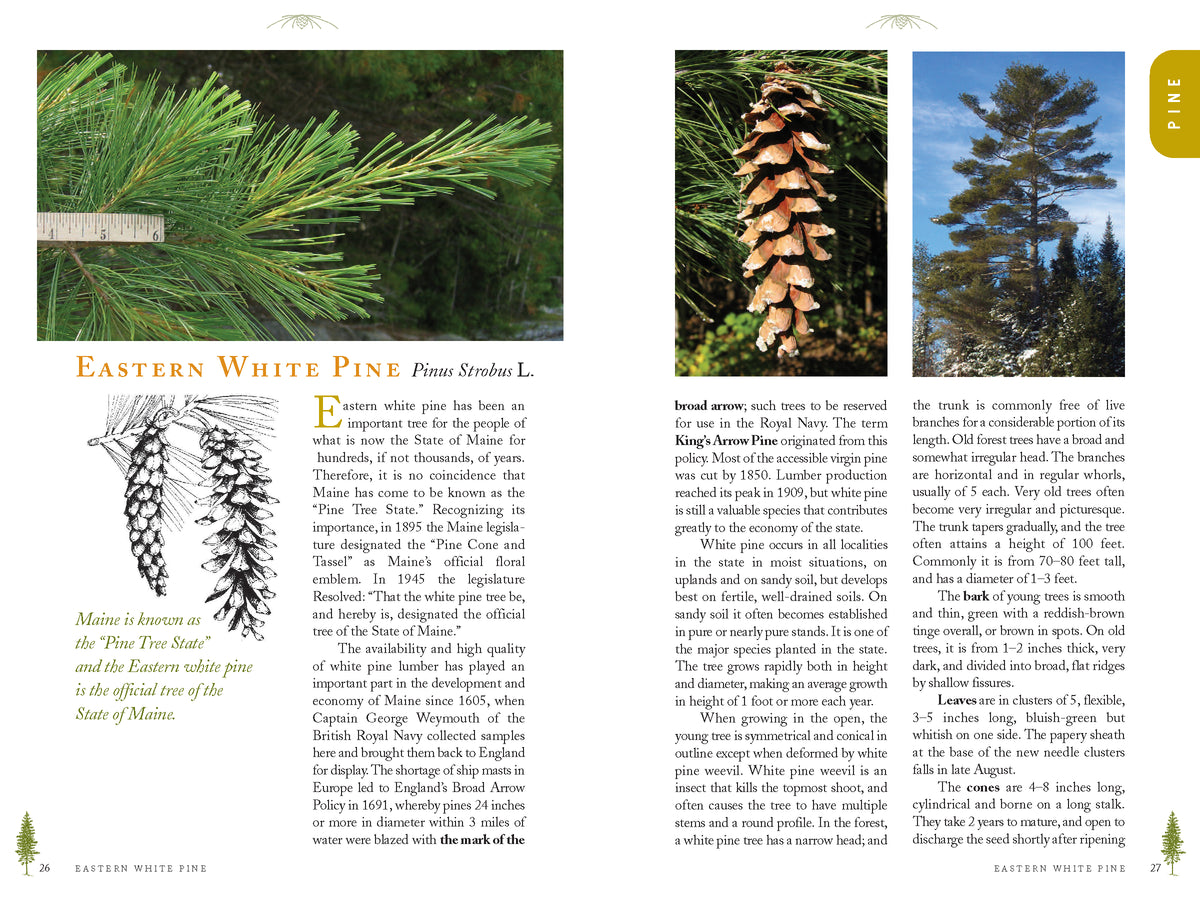 Forest Trees of Maine: Centennial Edition – Maine Department of ...